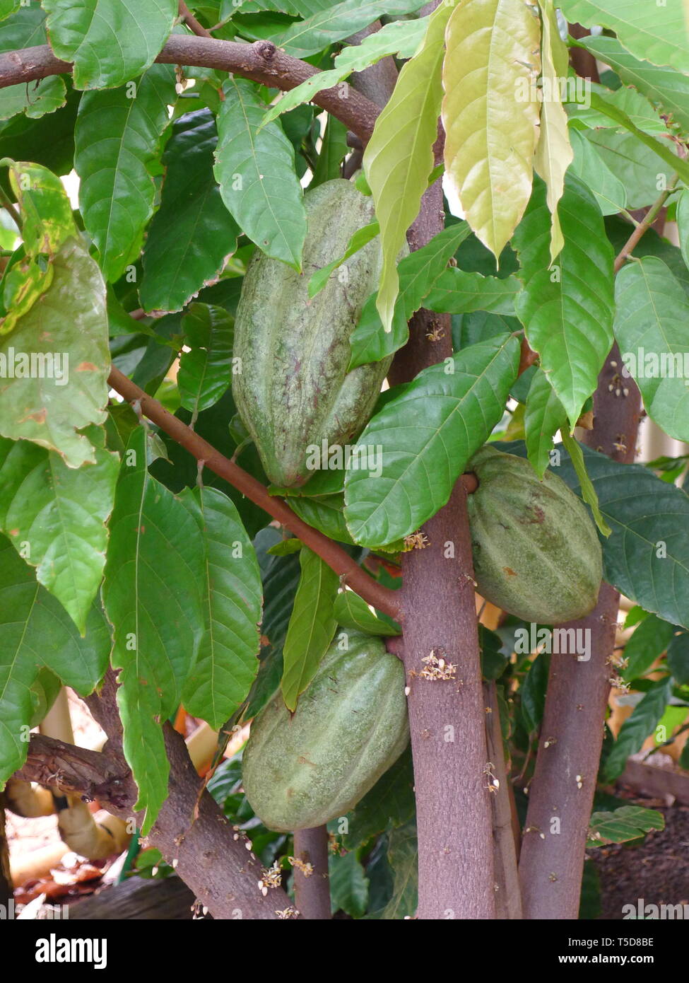 Cacao tree rainforest hi-res stock photography and images - Alamy