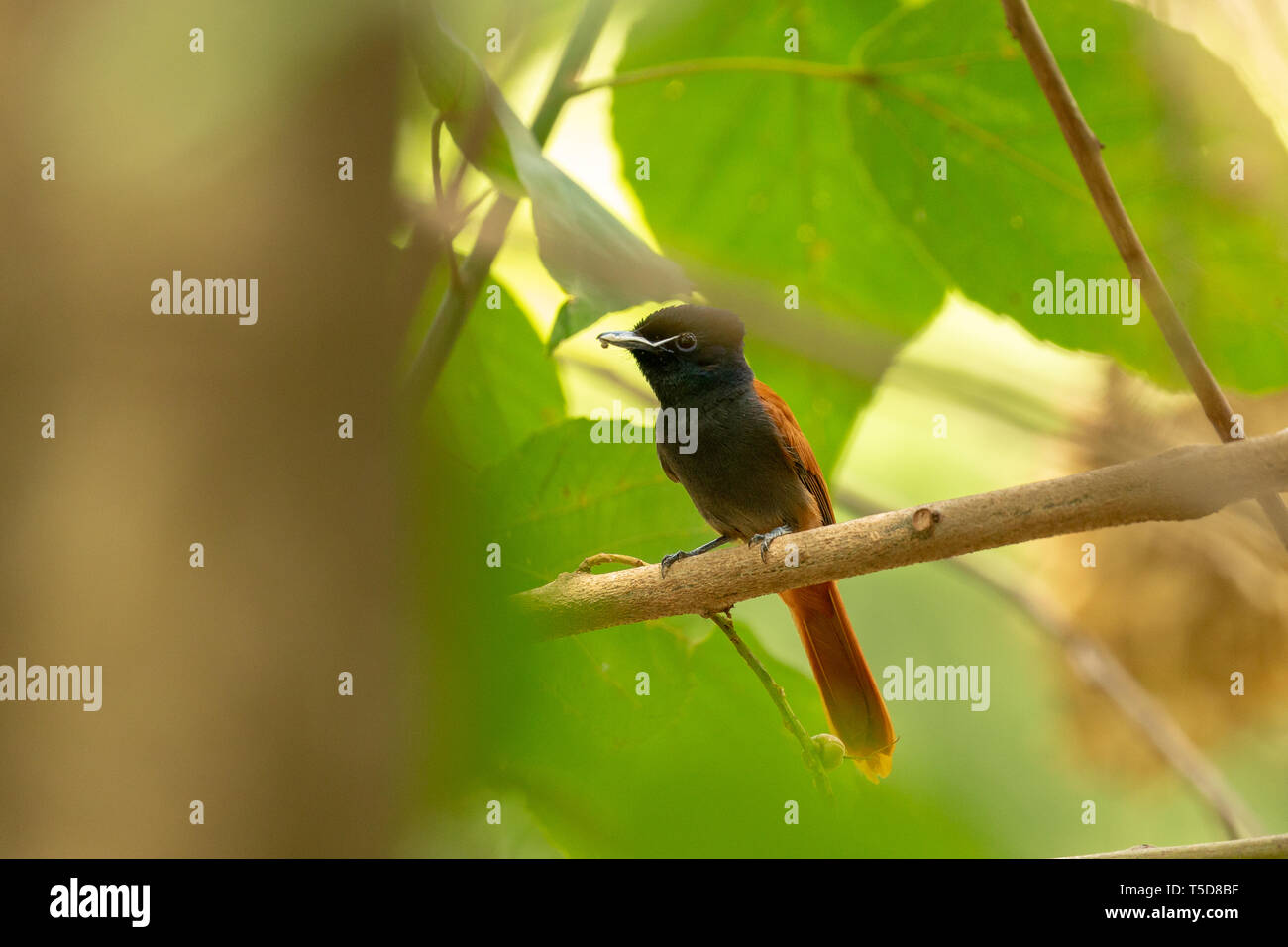 Nigerian Bird High Resolution Stock Photography and Images - Alamy