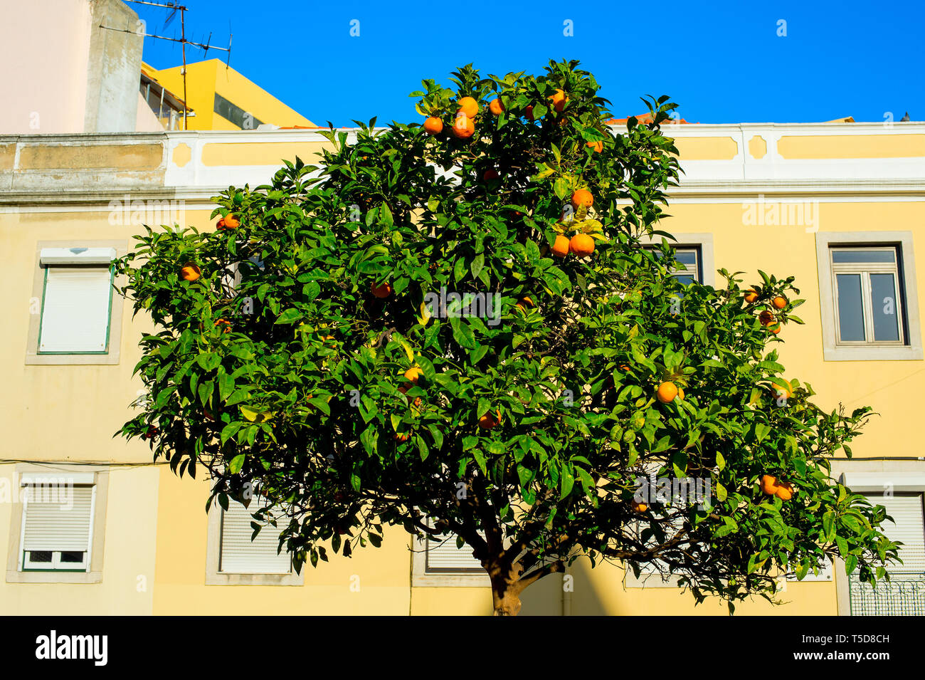 Orange tree fruit portugal hi-res stock photography and images - Alamy
