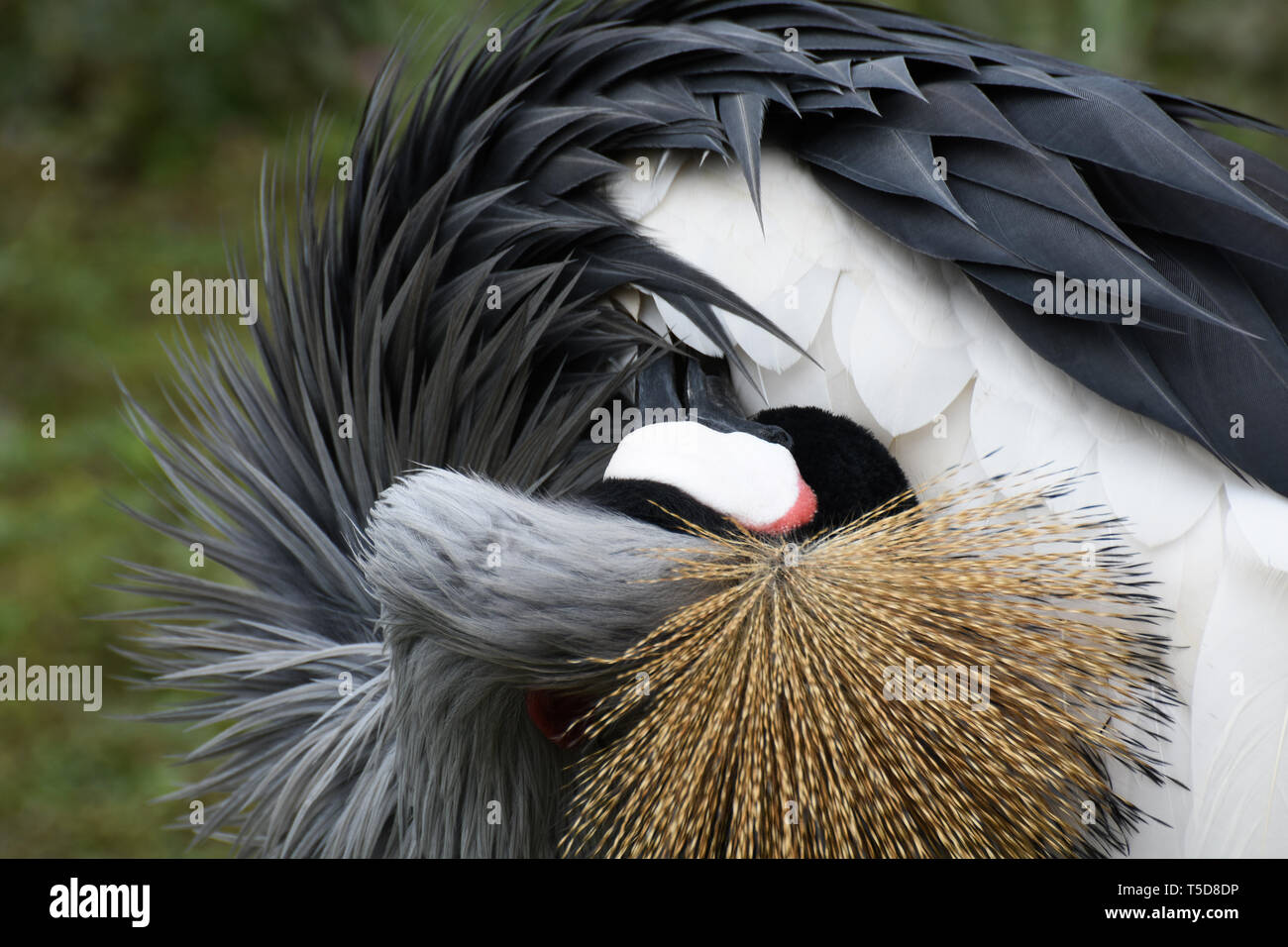 Black neck crane hi-res stock photography and images - Alamy