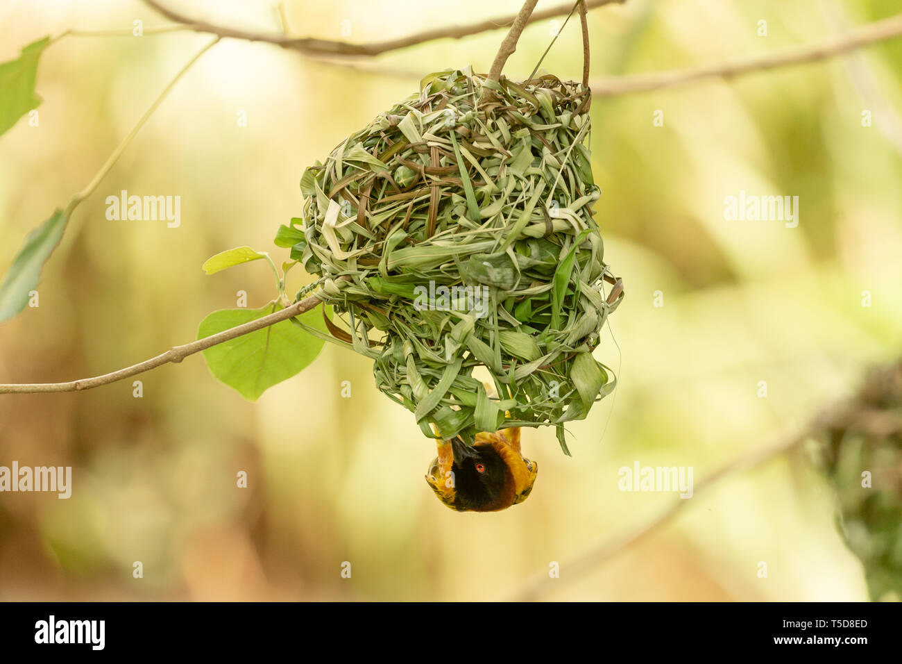 Male village weaver bird weaving his nest Stock Photo - Alamy