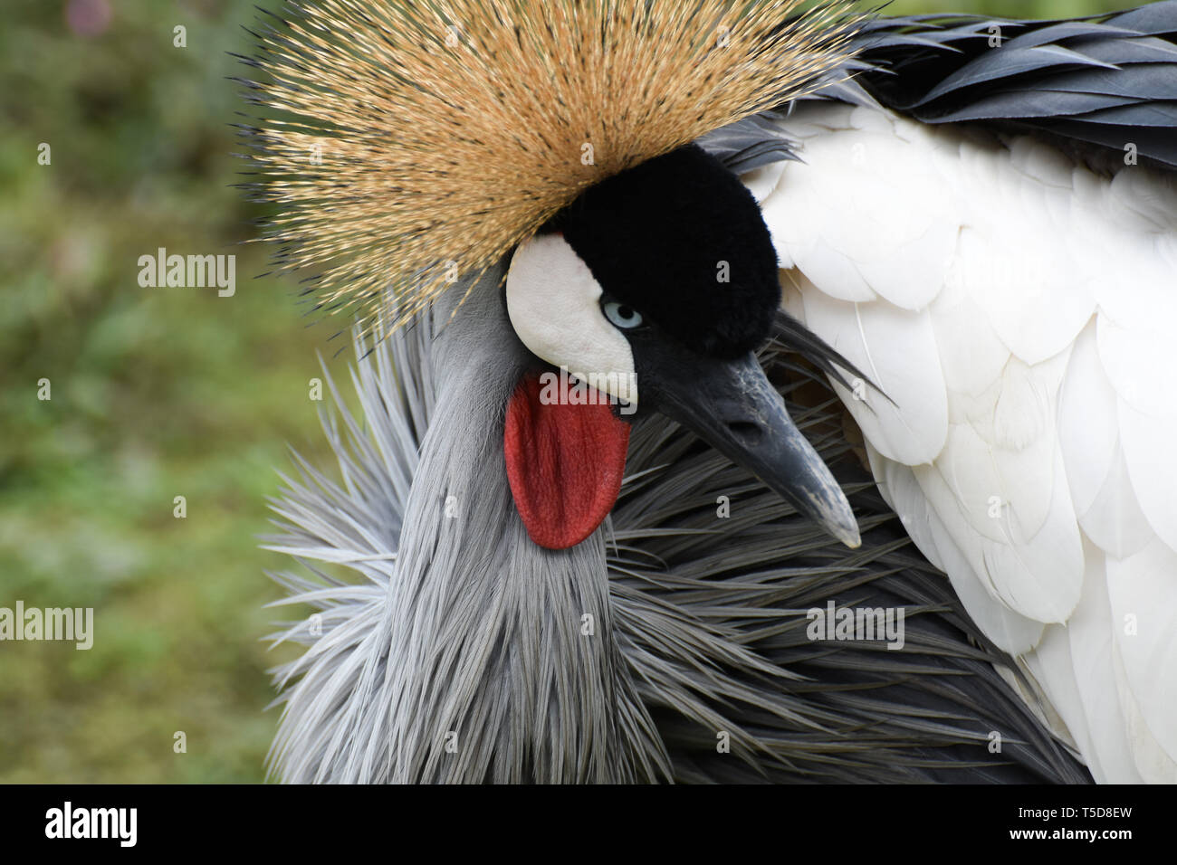 Golden crown of feathers hi-res stock photography and images - Alamy