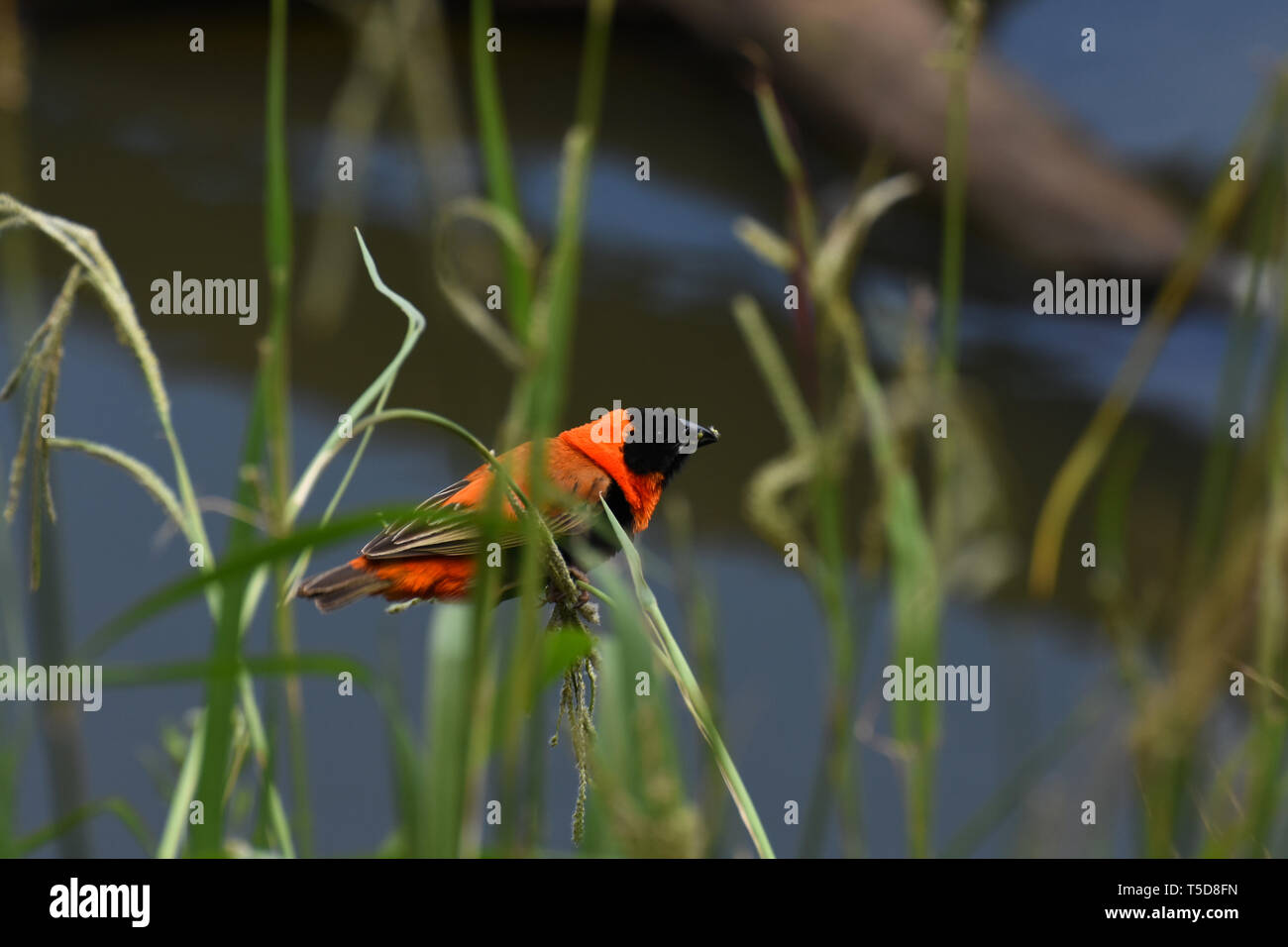 Red bishop bird hi-res stock photography and images - Alamy