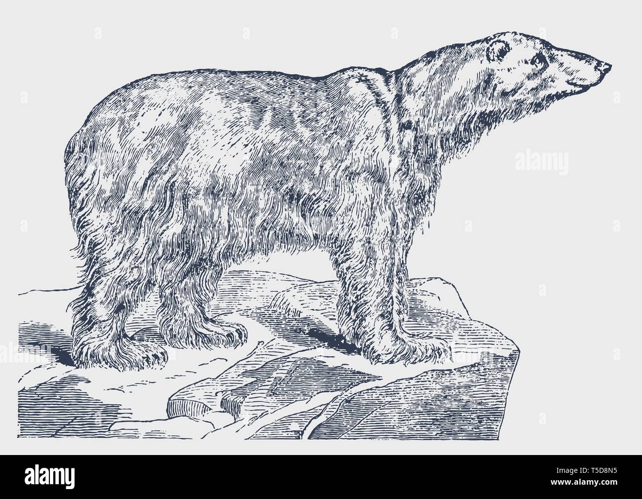 Bear Standing Drawings In Pencil