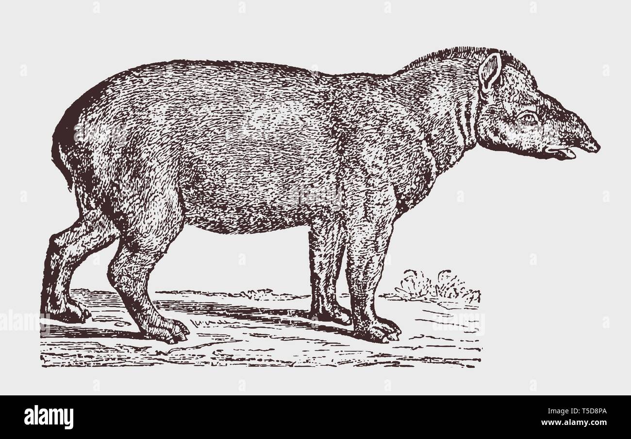 South American Tapir Drawing