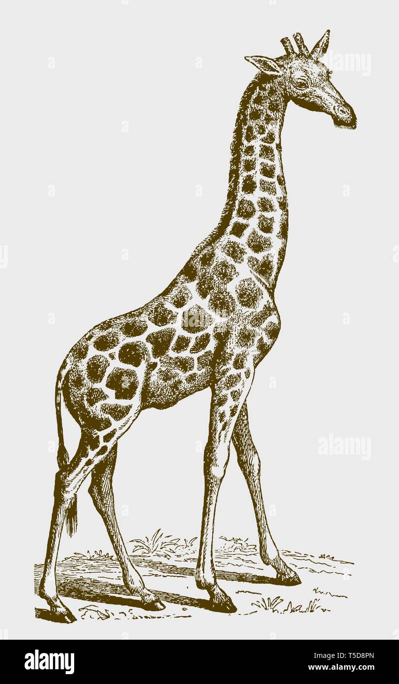 Northern giraffe (giraffa camelopardalis) in side view. Illustration ...