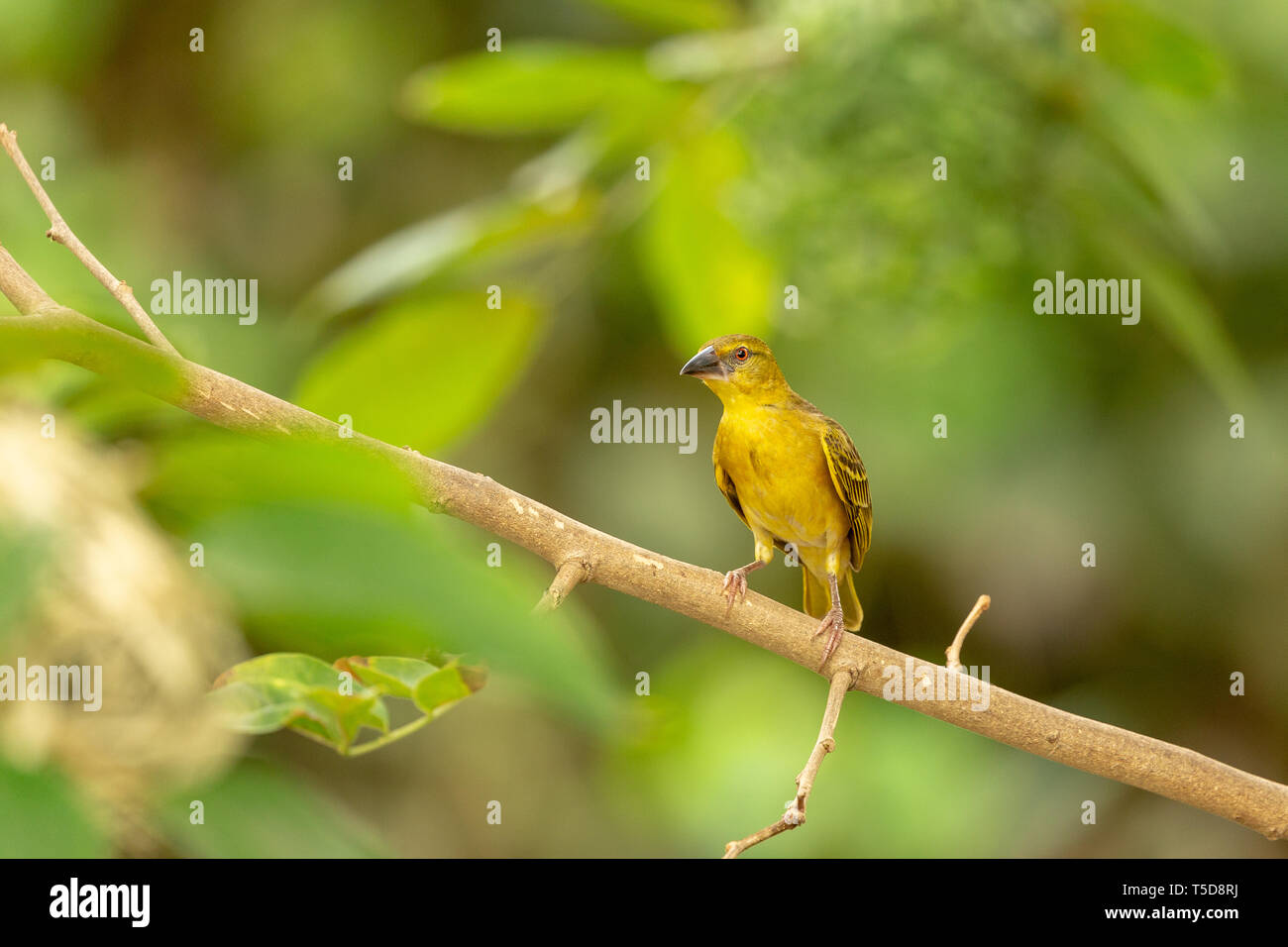 Female village weaver bird perched on a branch Stock Photo - Alamy