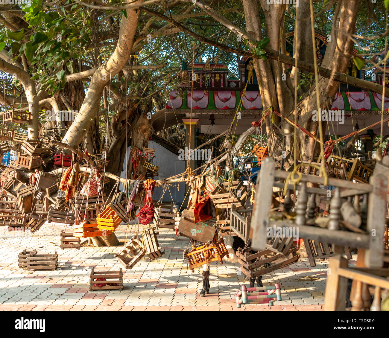 Banyan tree pooja hi-res stock photography and images - Alamy