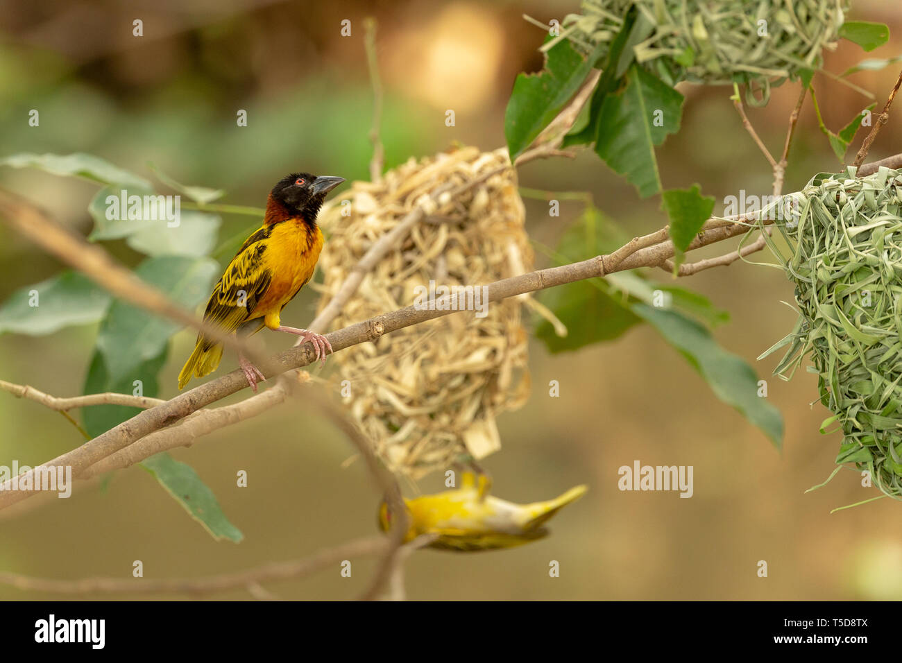 Female weaver bird in nest hi-res stock photography and images - Alamy