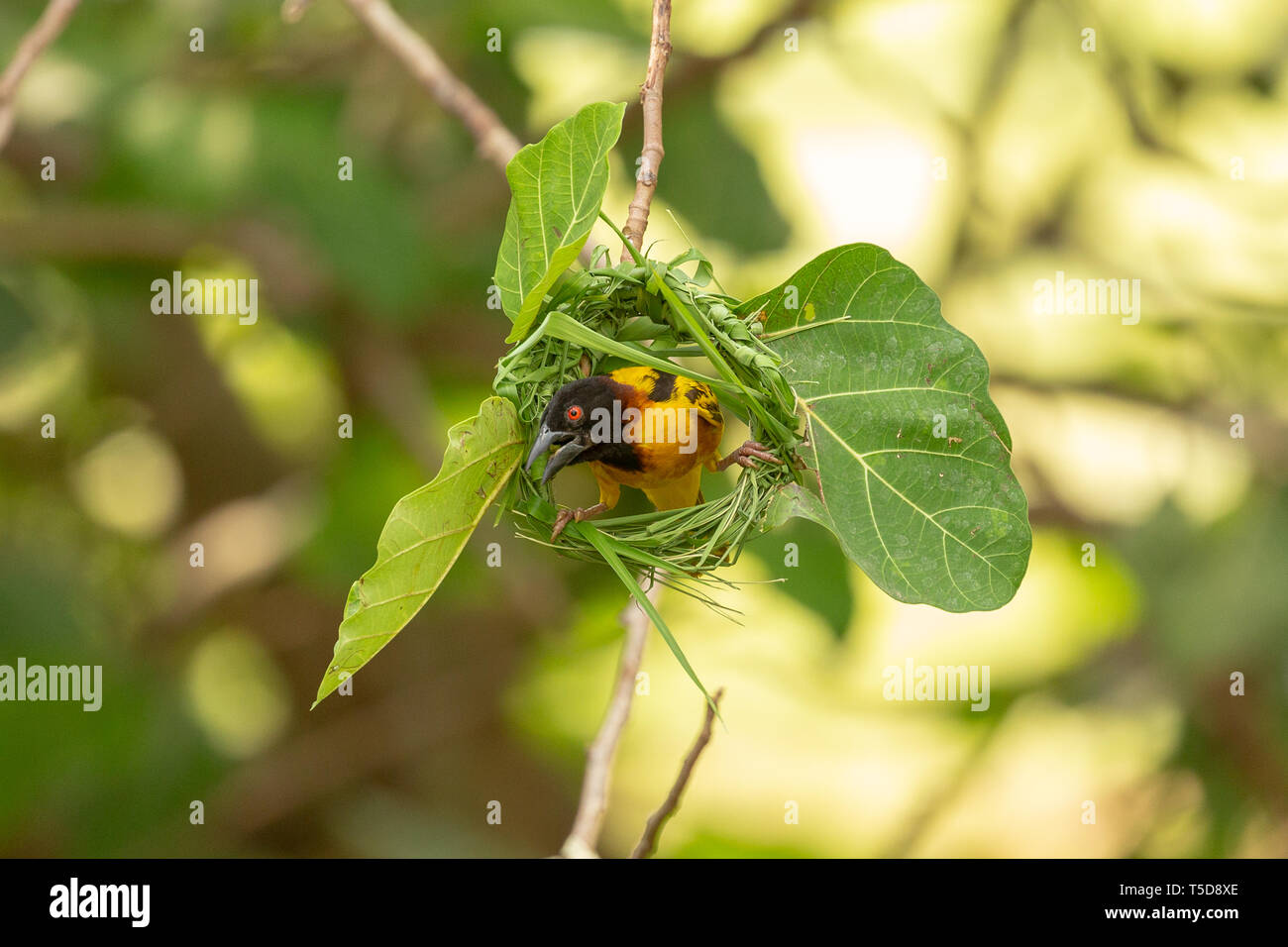 Male village weaver bird weaving his nest Stock Photo - Alamy