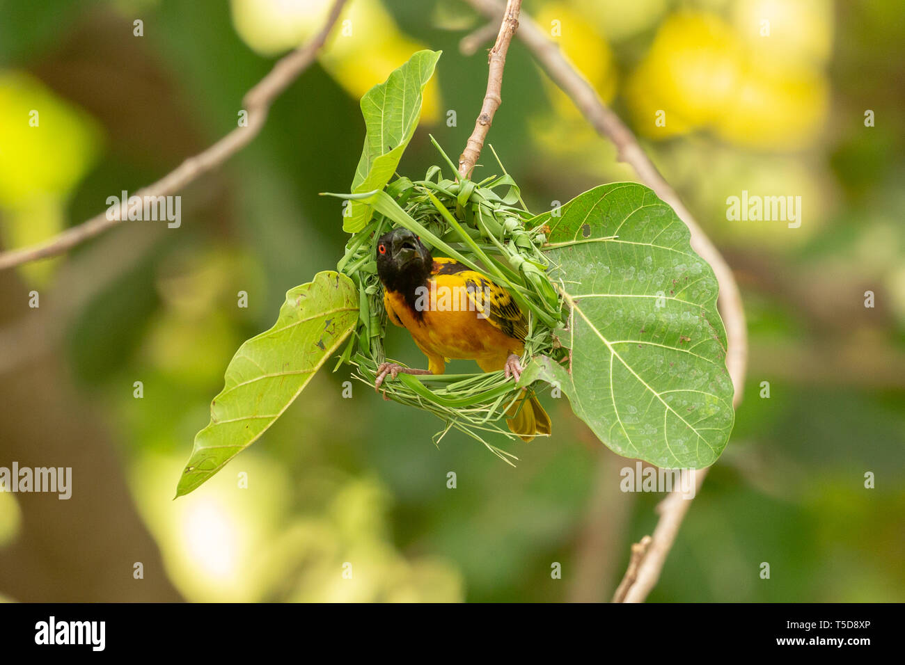 Male village weaver bird weaving his nest Stock Photo - Alamy