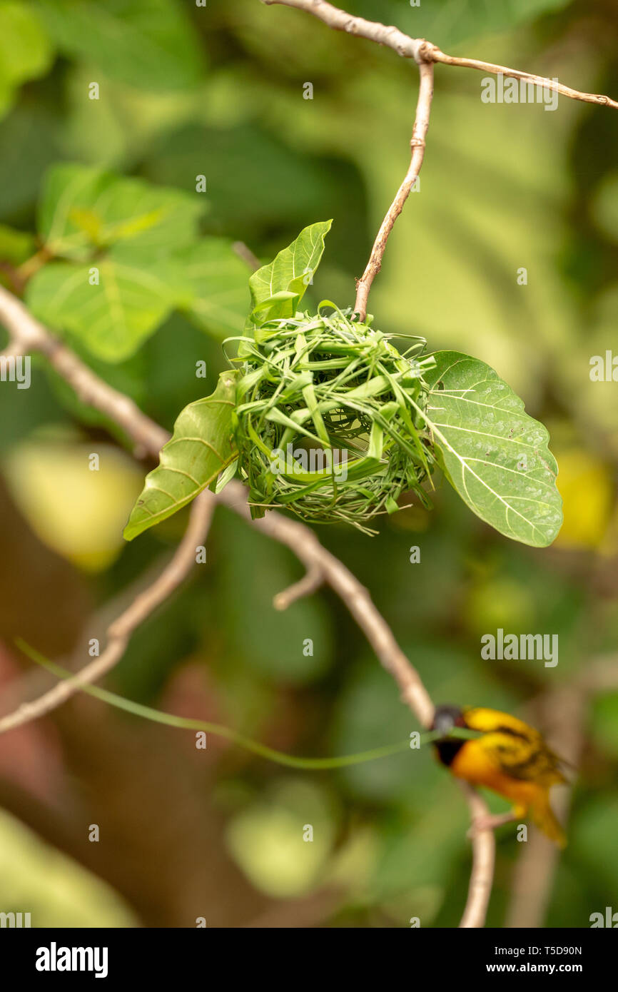 Bird grass nest hi-res stock photography and images - Alamy