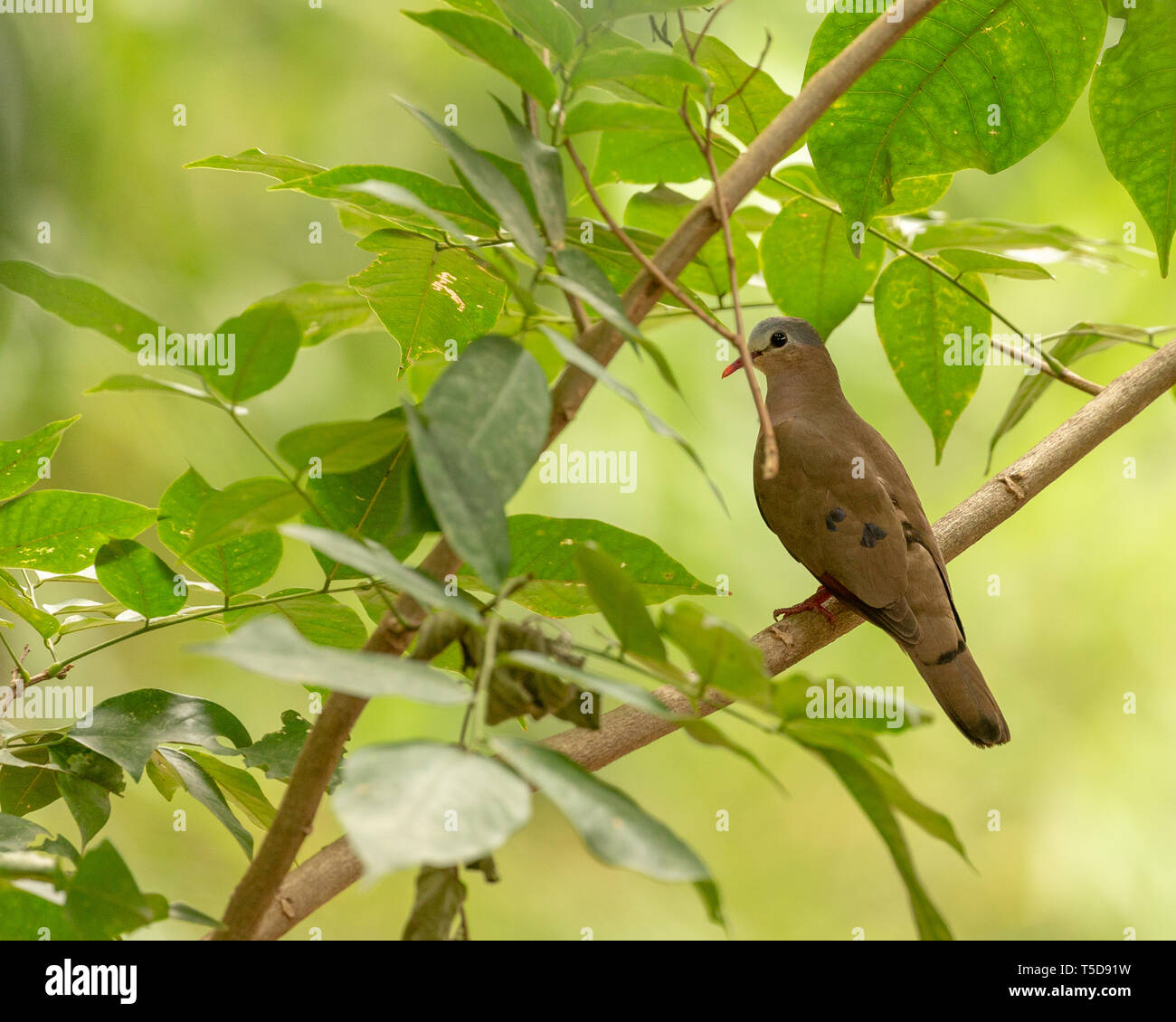 Nigerian Fauna High Resolution Stock Photography and Images - Alamy