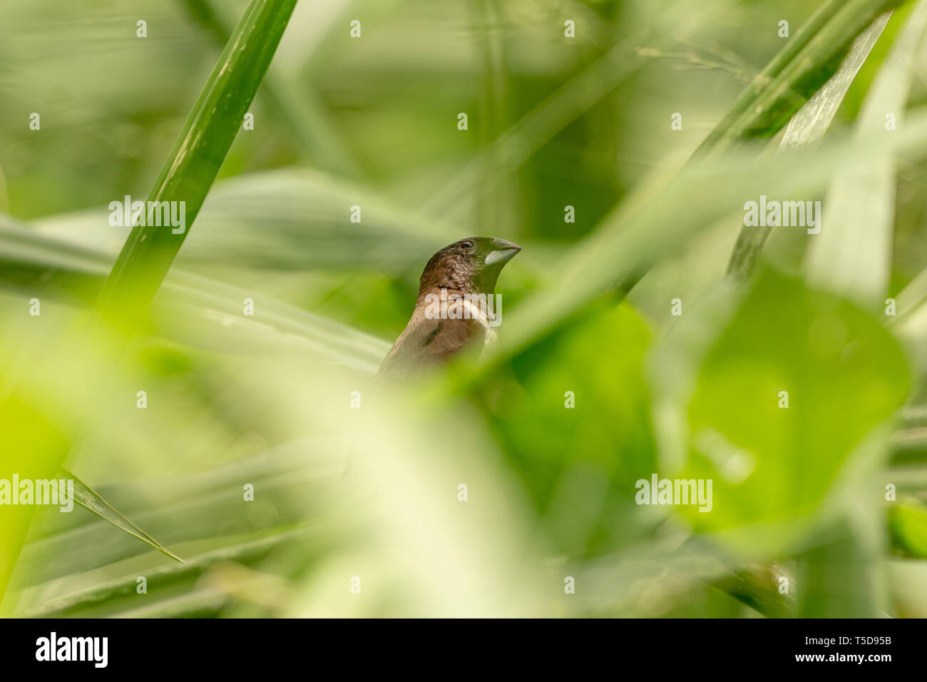 Black and white finch hiding in the long grass Stock Photo - Alamy