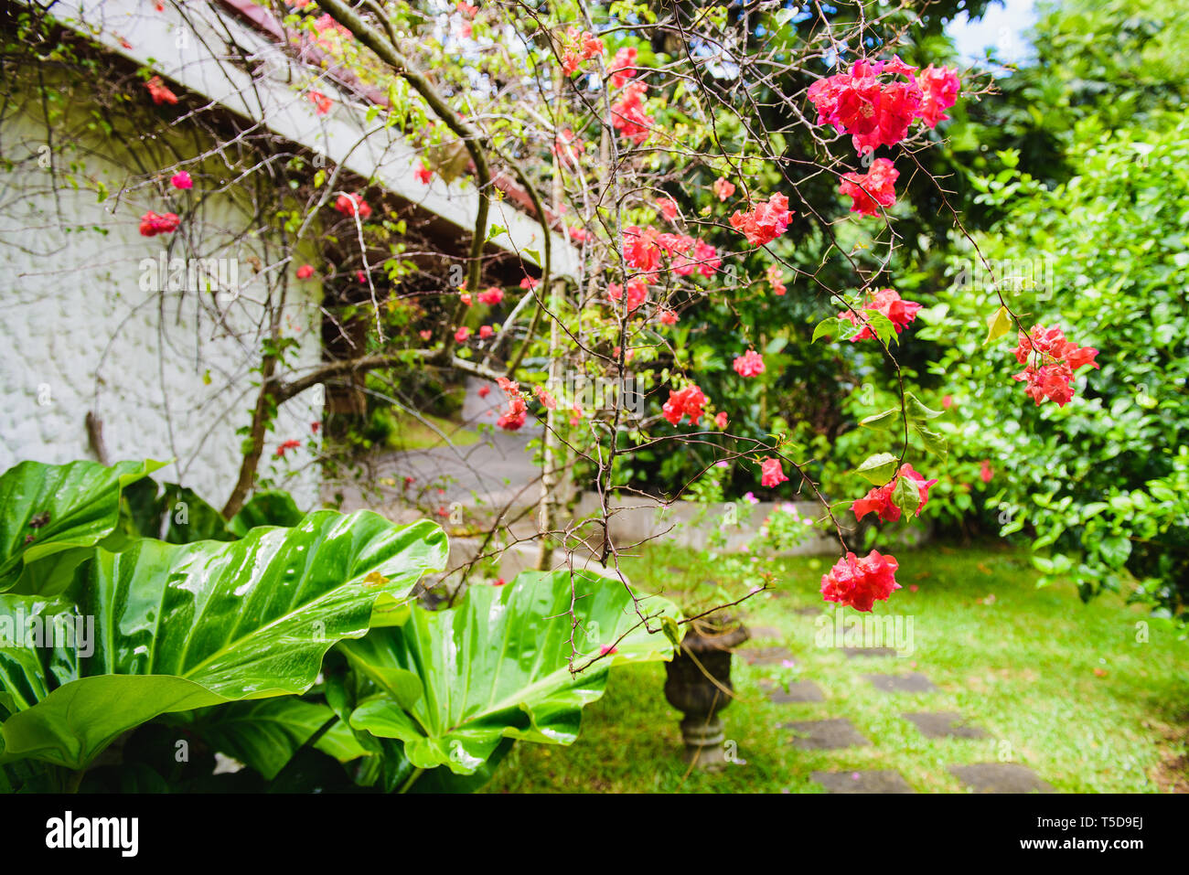 Caribbean flame tree red flowers hi-res stock photography and images ...