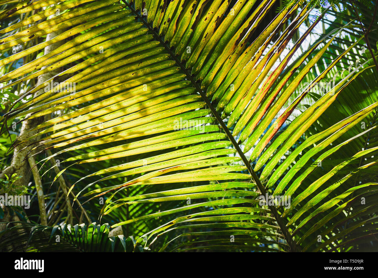 Jungle coco palm at Seychelles island, close-up. Coconut big leaf with ...