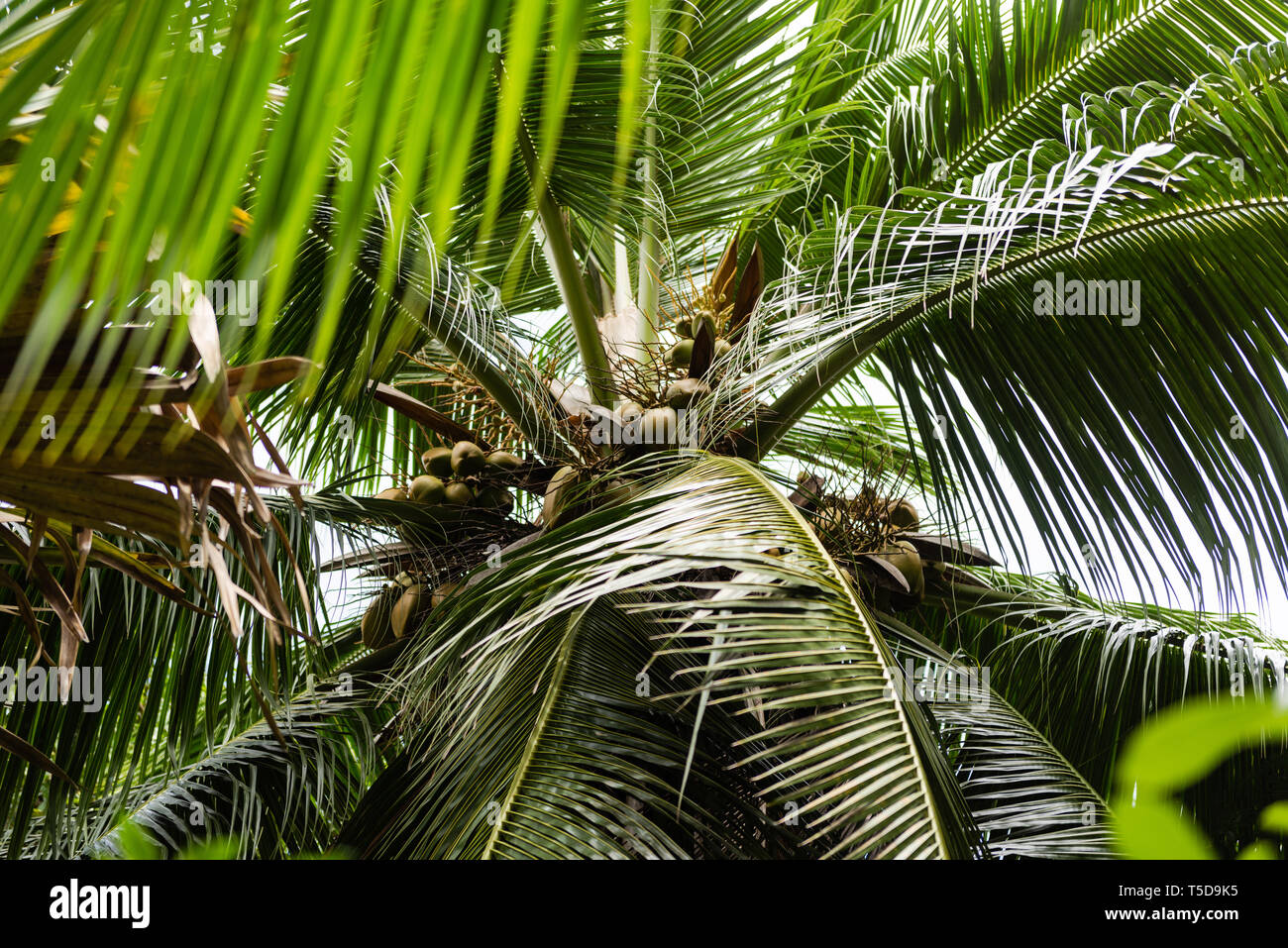Seychelles green flora nature with coco plant and leaves Stock Photo ...