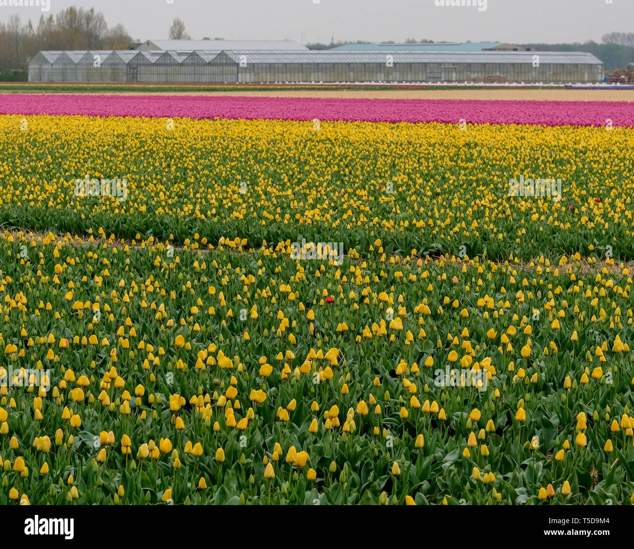 The flower fields of Holland. Colourful pink and yellow tulips laid out ...