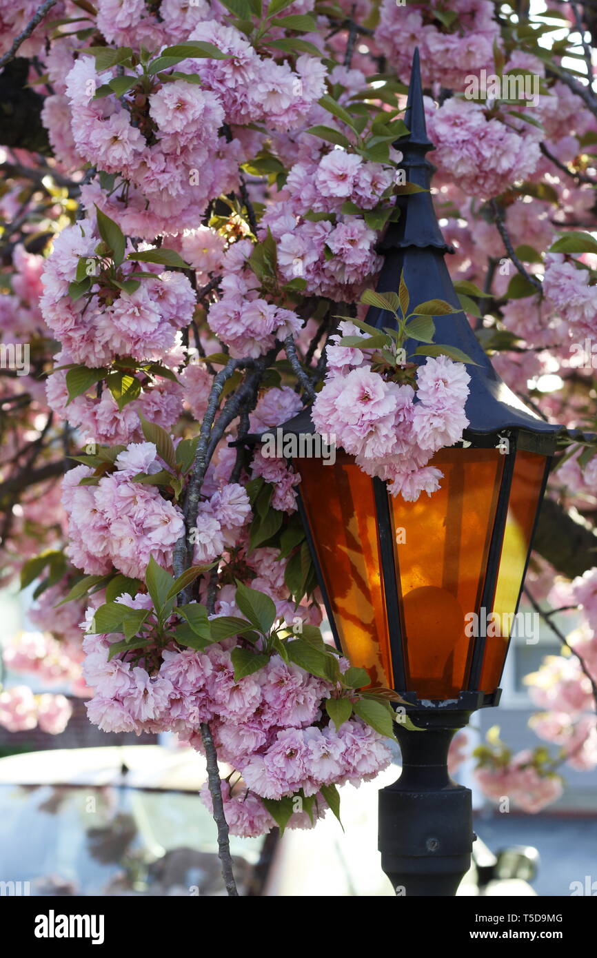 Lamp under Flowers Stock Photo - Alamy