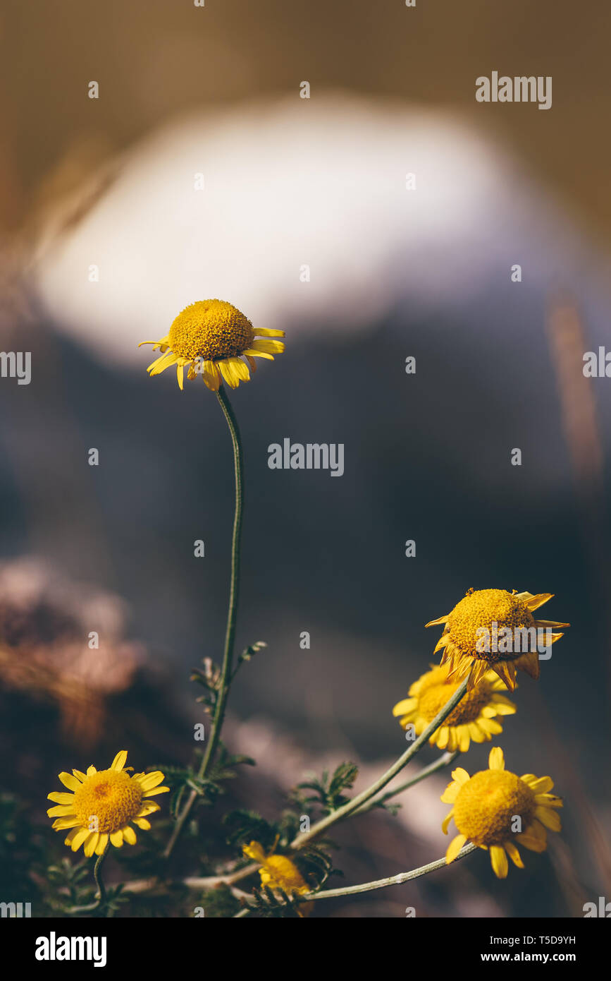 Wild yellow daisy flowers on the cliff Stock Photo - Alamy