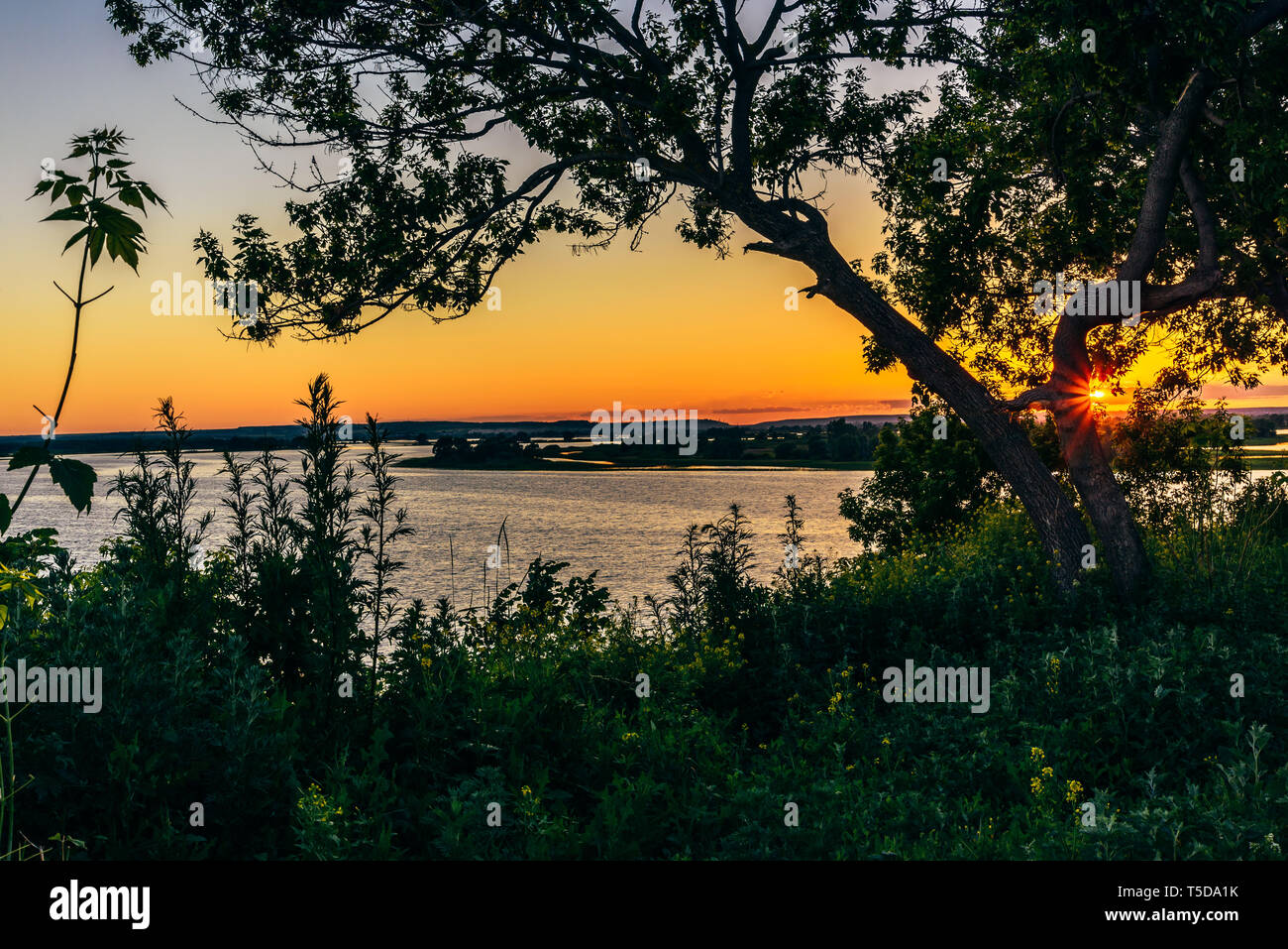 Shape of tree with sunset over the river on background Stock Photo - Alamy