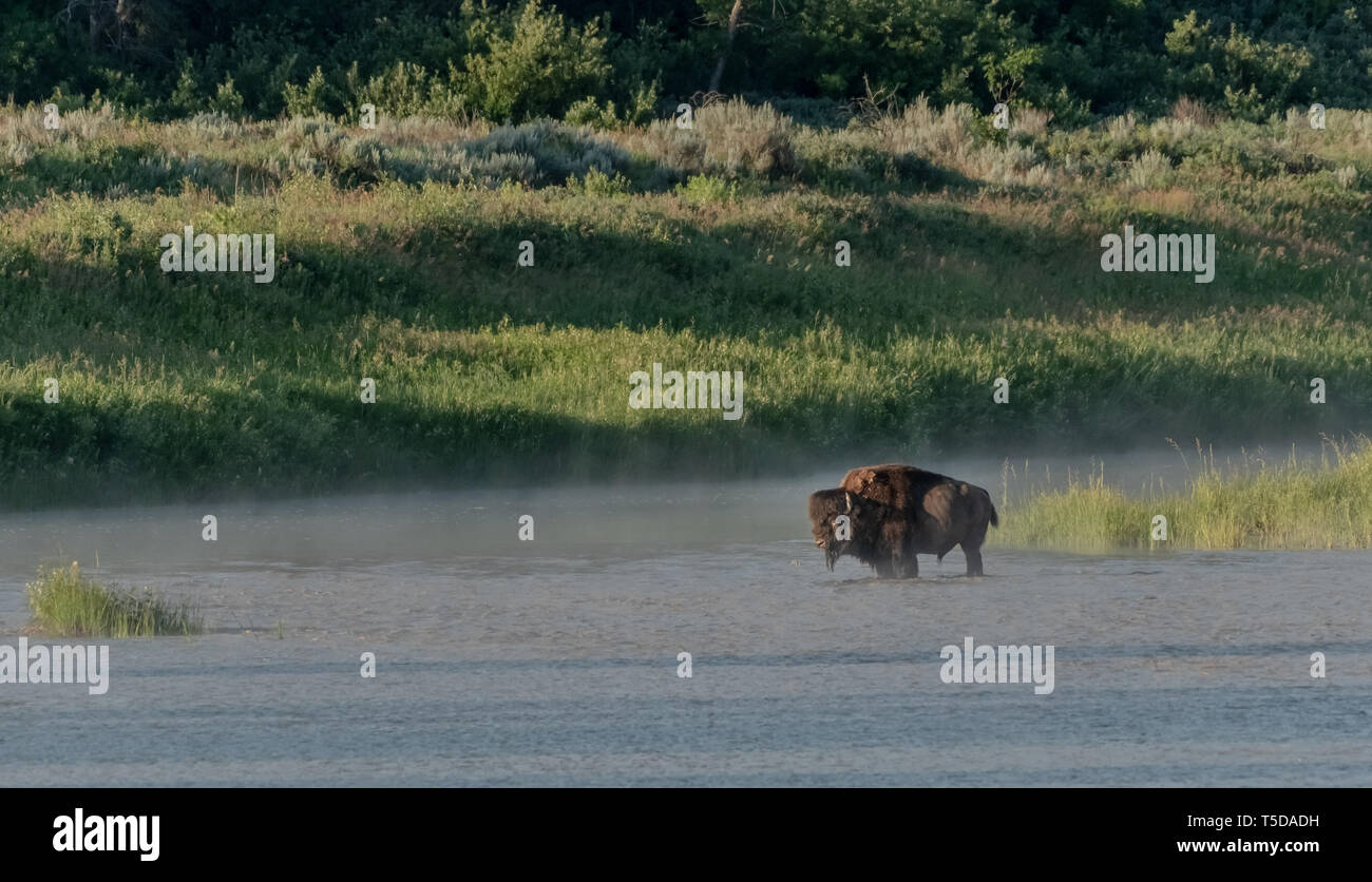 Little missouri river wildlife hi-res stock photography and images - Alamy