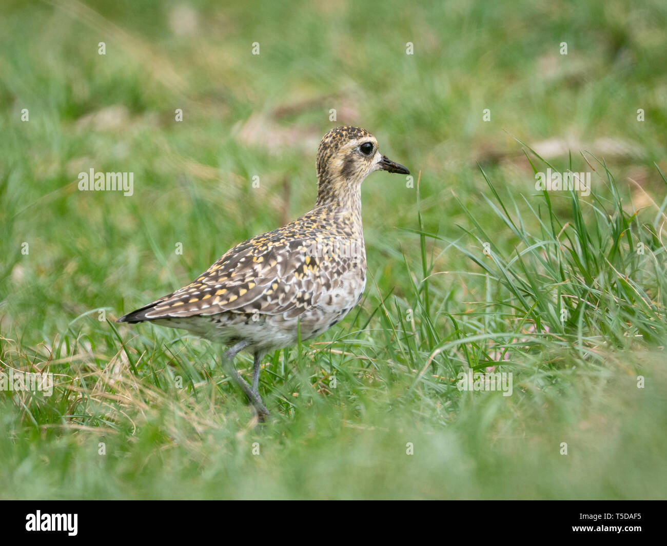 Pacific Golden-Plover foraging in grass field, Haleakala National Park ...