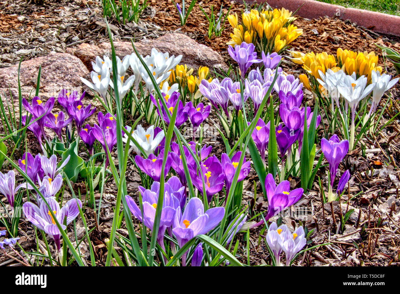 Large flowered white hi-res stock photography and images - Alamy