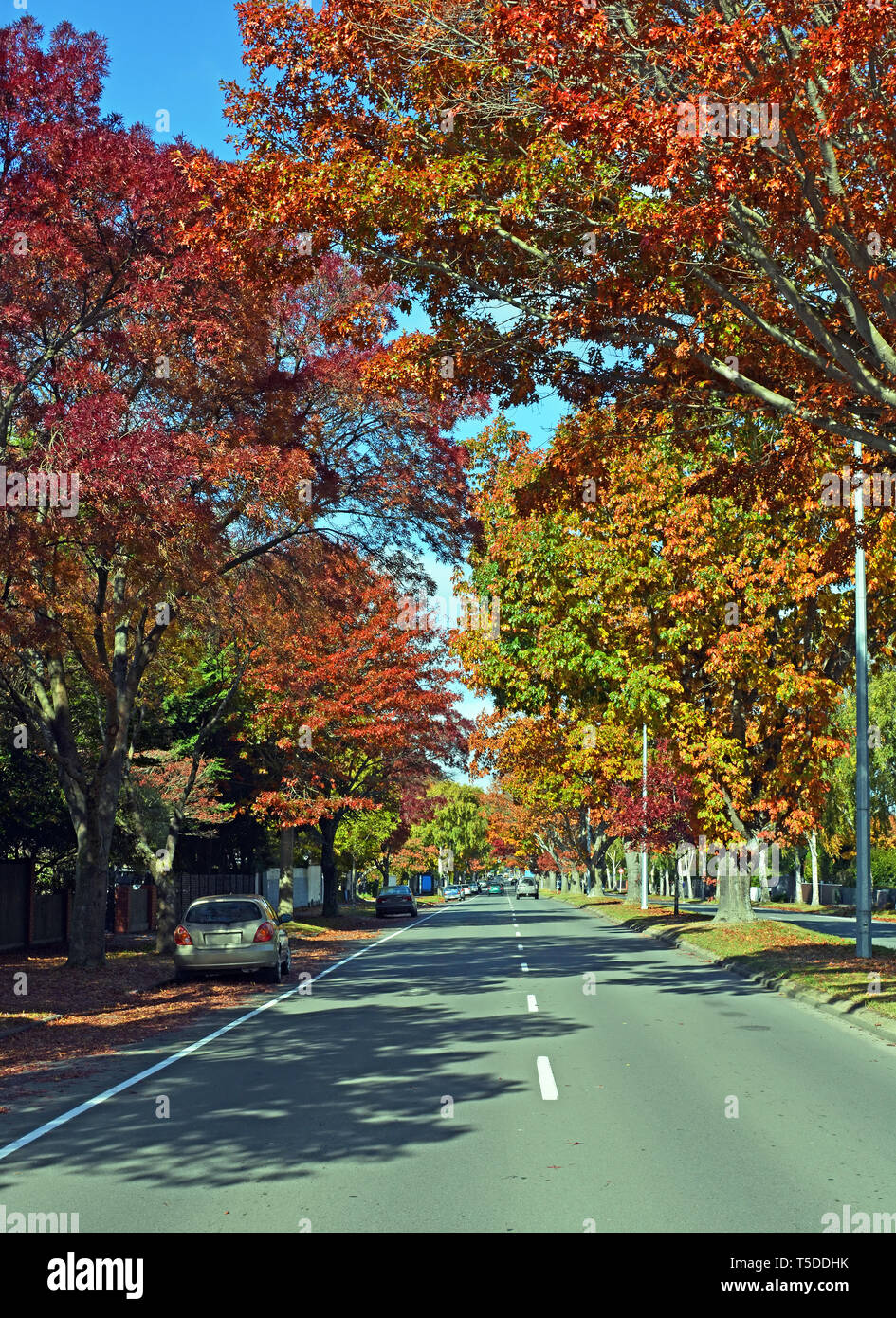 Trees new zealand hi-res stock photography and images - Alamy