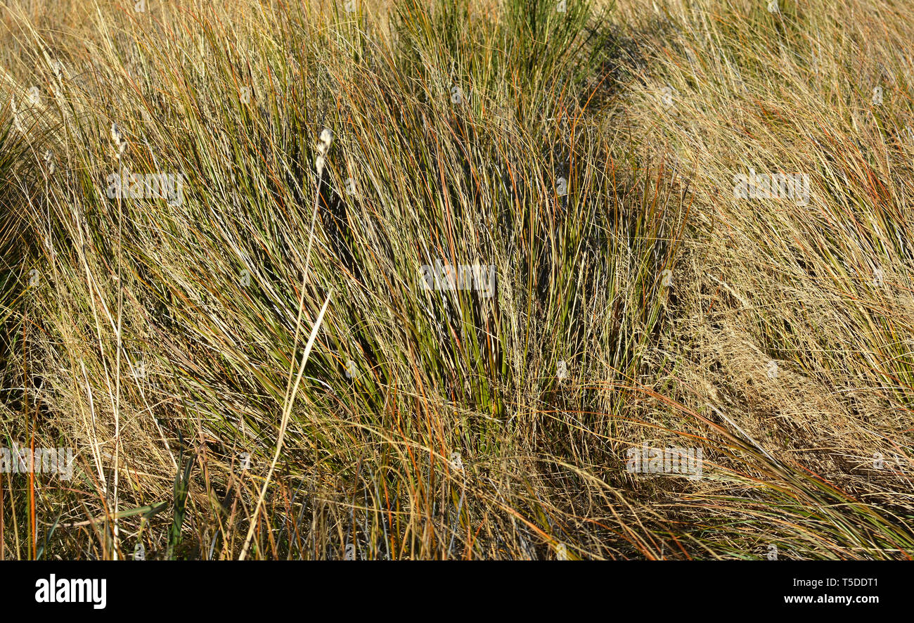 New zealand native grass hi-res stock photography and images - Alamy