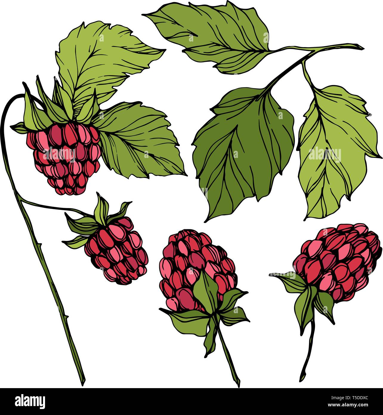 Vector Raspberry healthy food isolated. Red and green engraved ink art ...