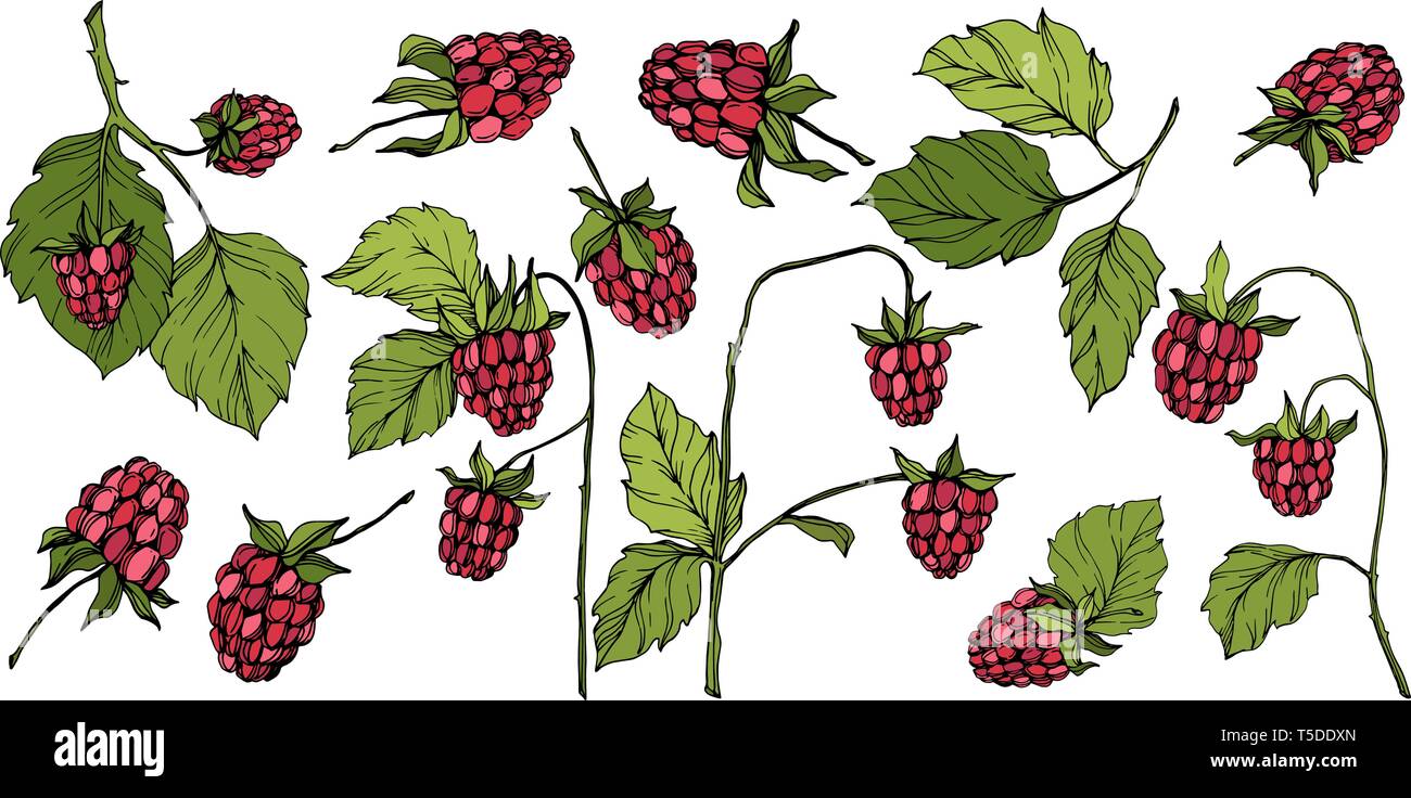 Vector Raspberry healthy food isolated. Red and green engraved ink art ...