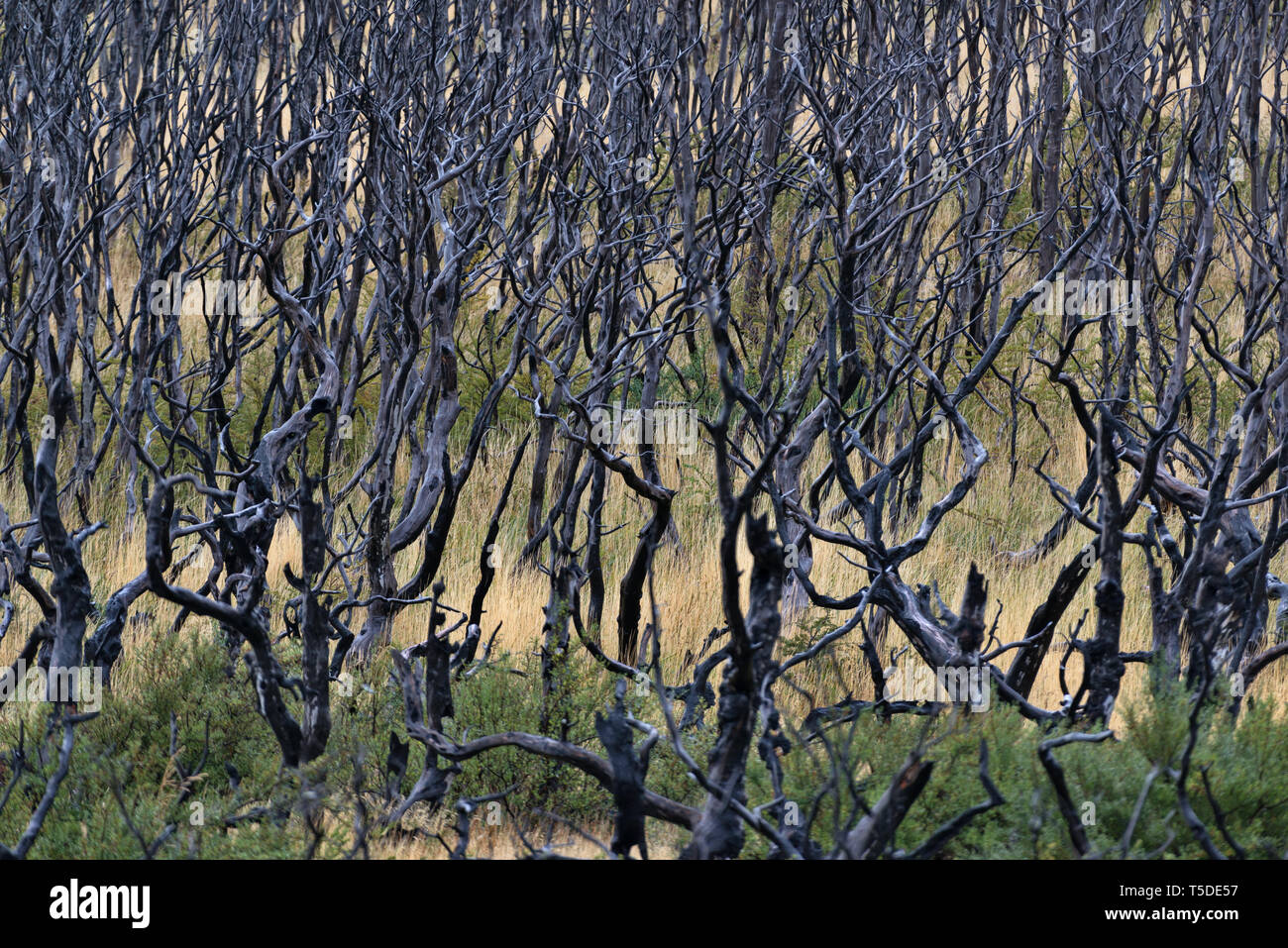Southern beeches (Nothofagus sp.), Torres del Paine NP, Chile Stock ...