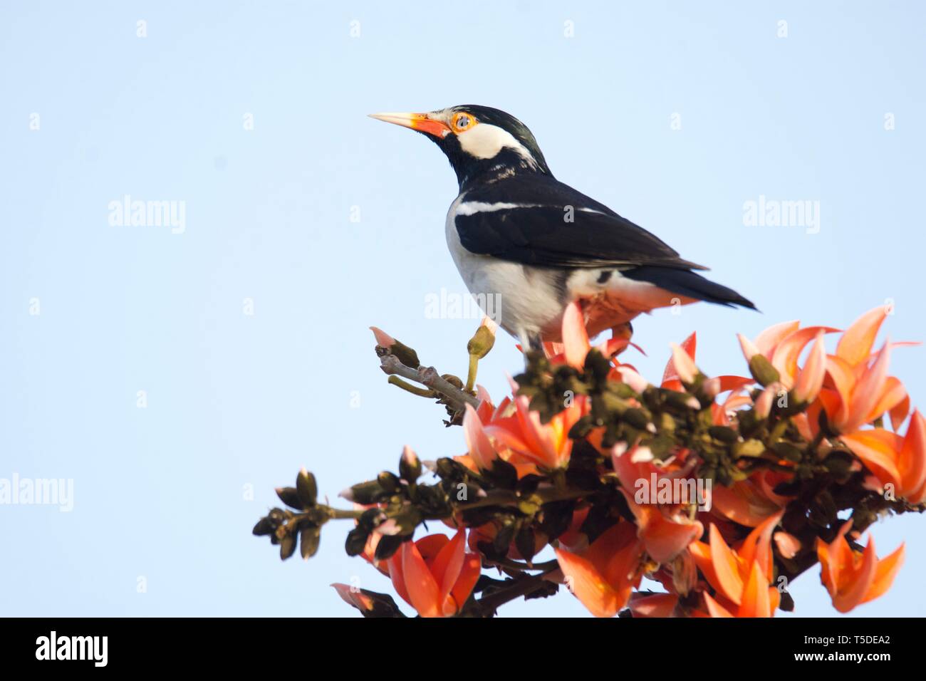 Myna In Flight High Resolution Stock Photography and Images - Alamy