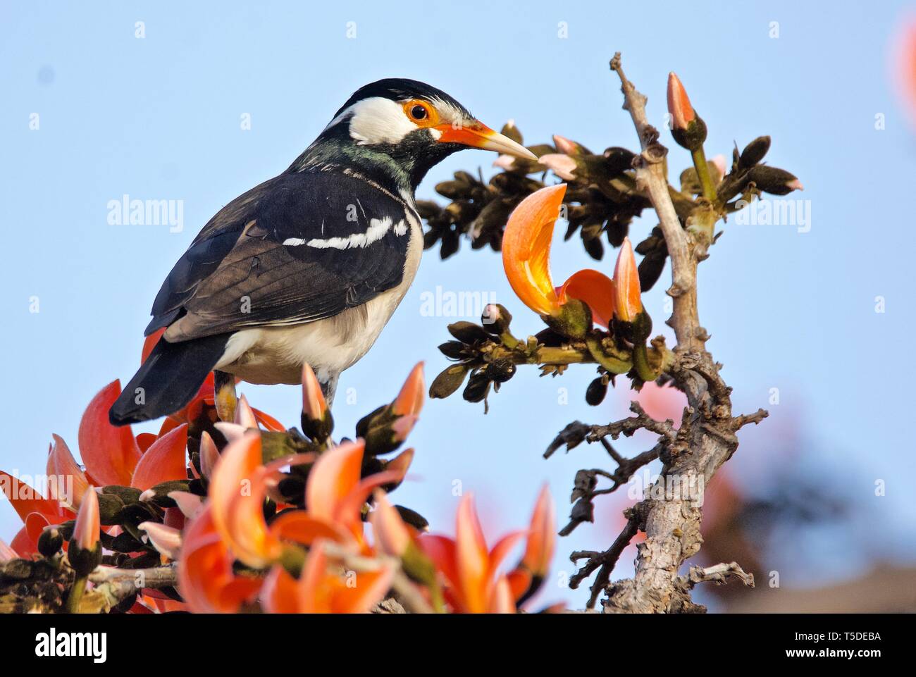 Myna In Flight High Resolution Stock Photography and Images - Alamy