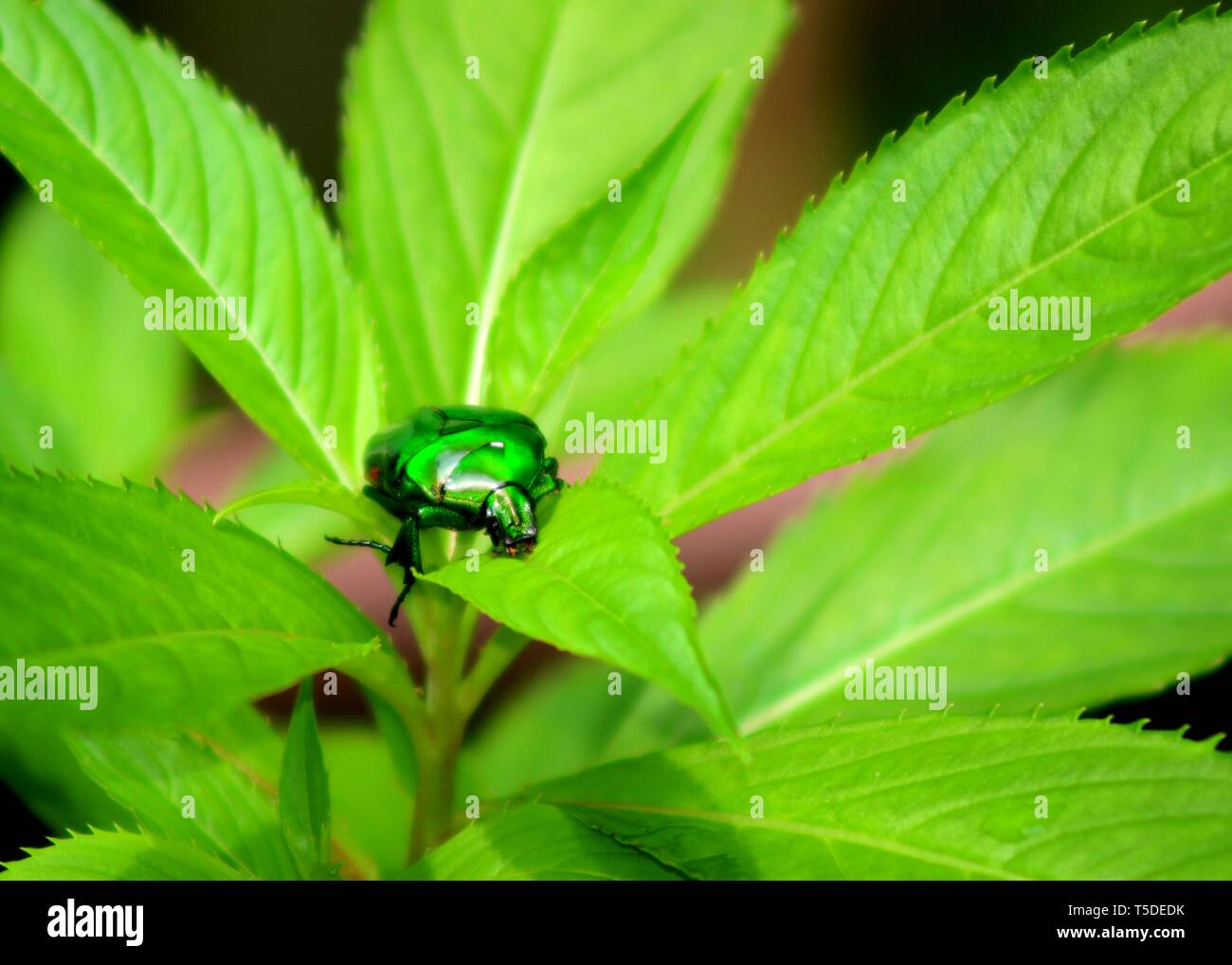 Luminous creature hi-res stock photography and images - Alamy