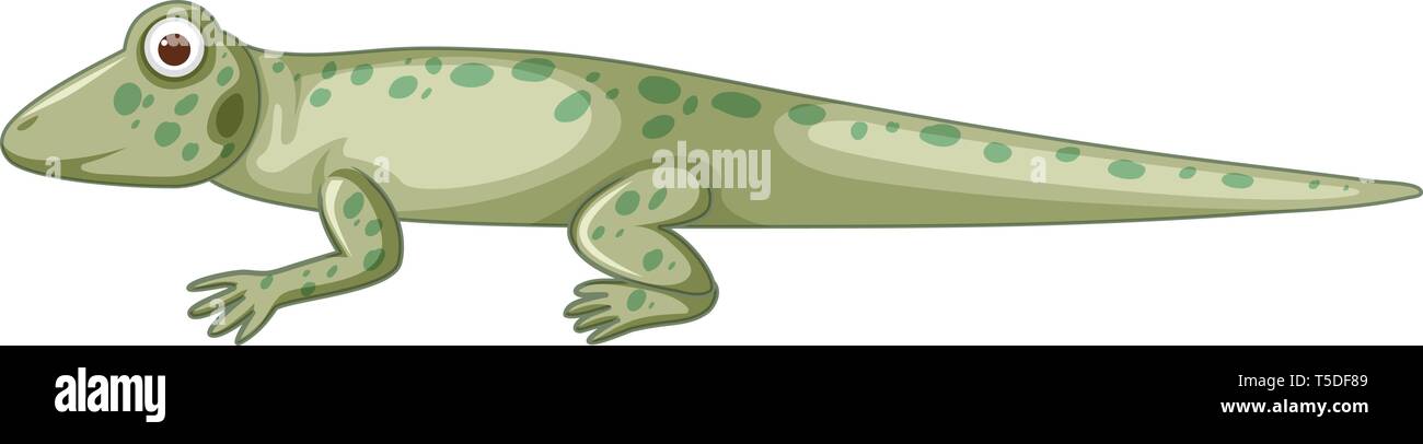 Isolated lizzard on white background illustration Stock Vector Image ...