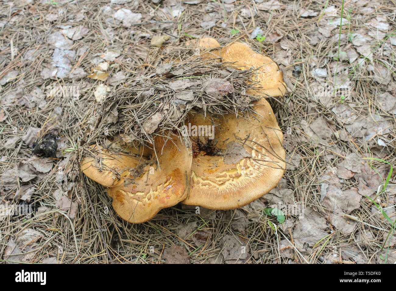 Conditionally edible mushrooms Paxillus involutus in coniferous forest ...