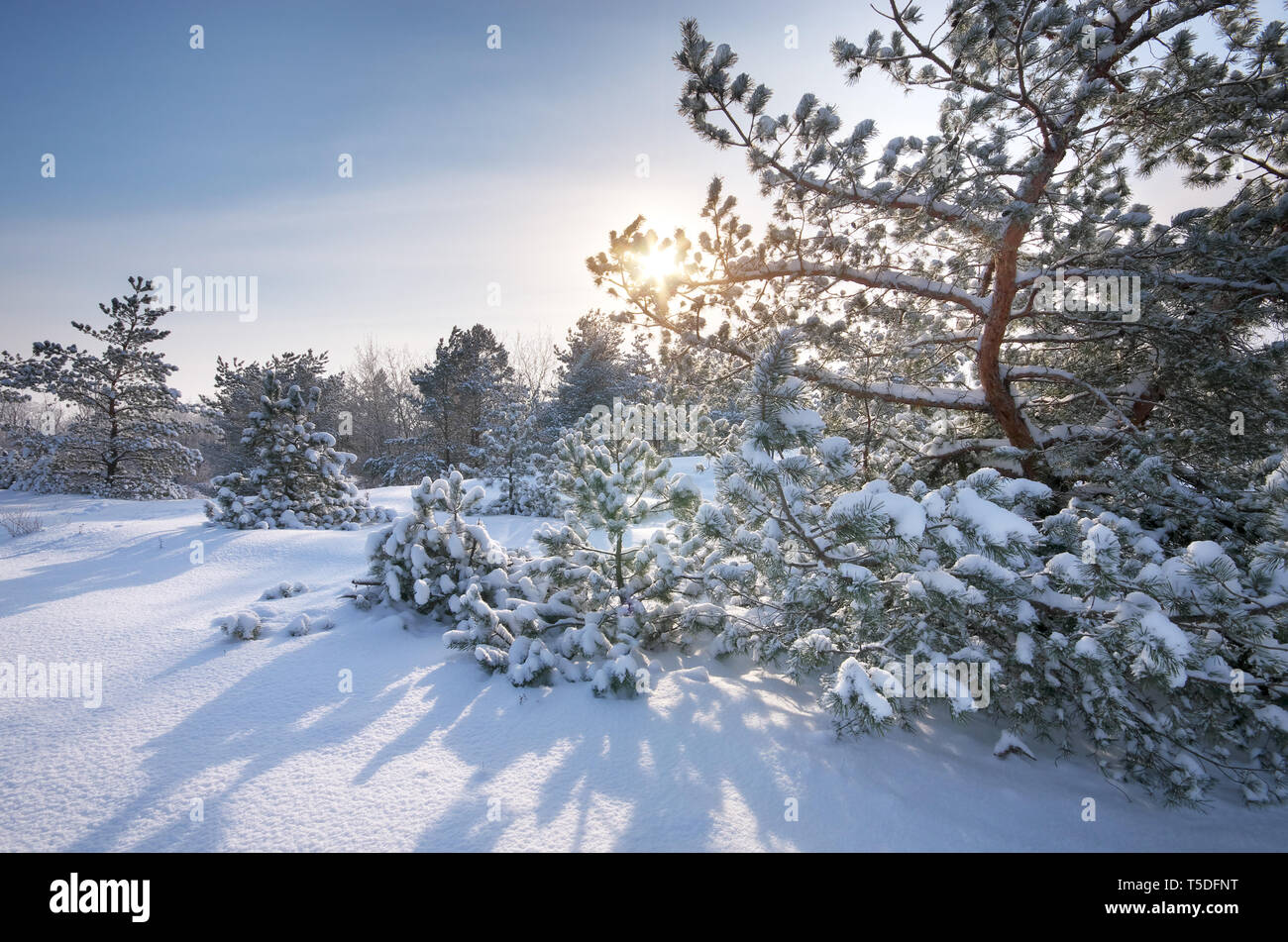 Winter landscape. Composition of nature Stock Photo - Alamy