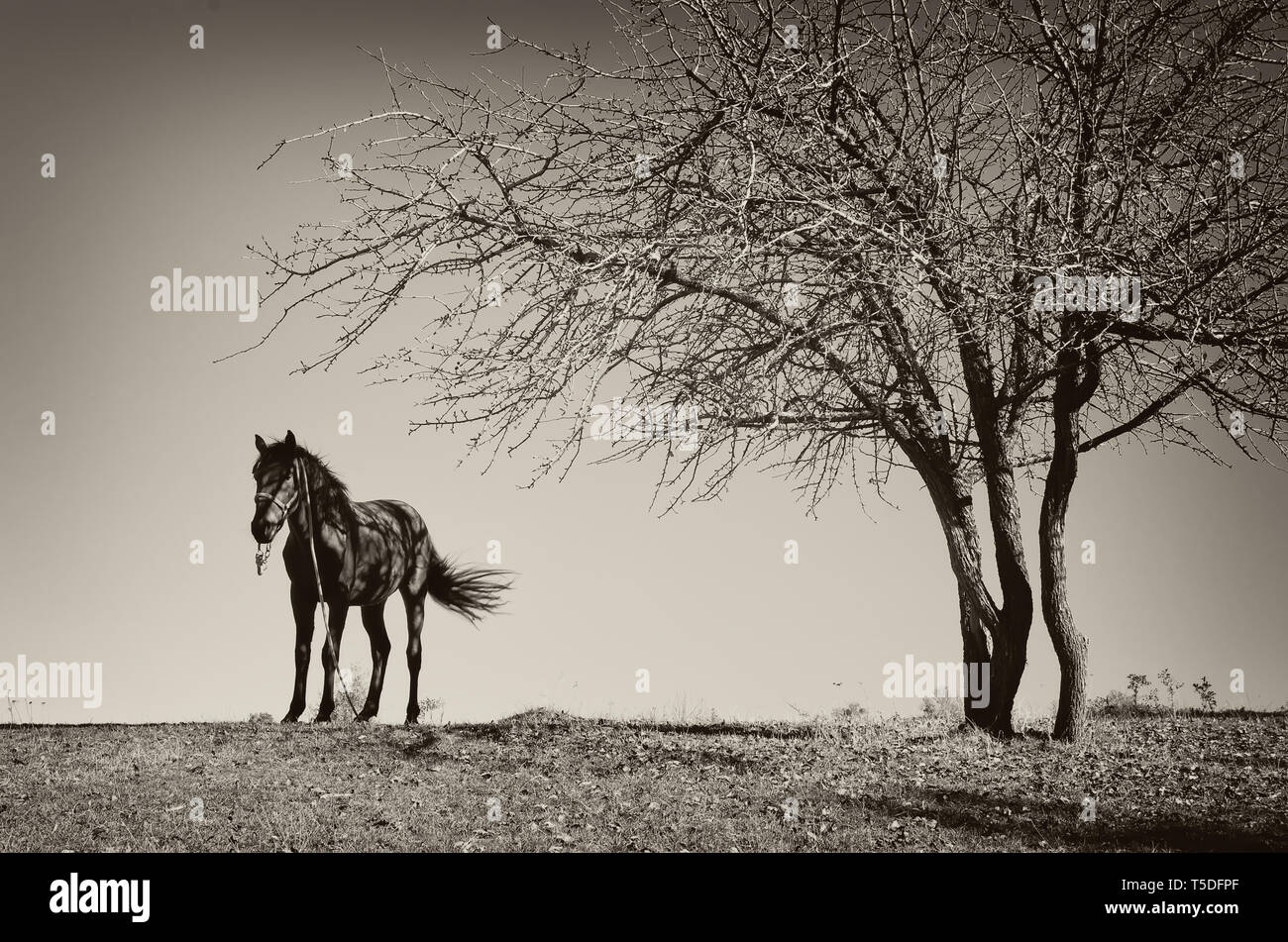 Horse and tree. Concaptual nature composition Stock Photo - Alamy