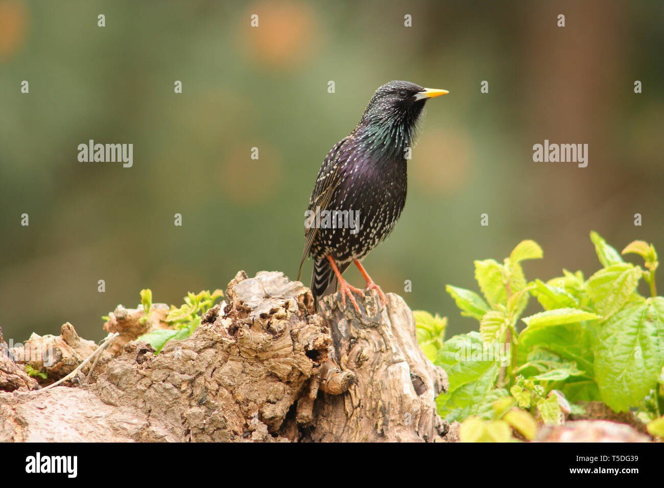 Bird with fluffed up feathers hi-res stock photography and images - Alamy