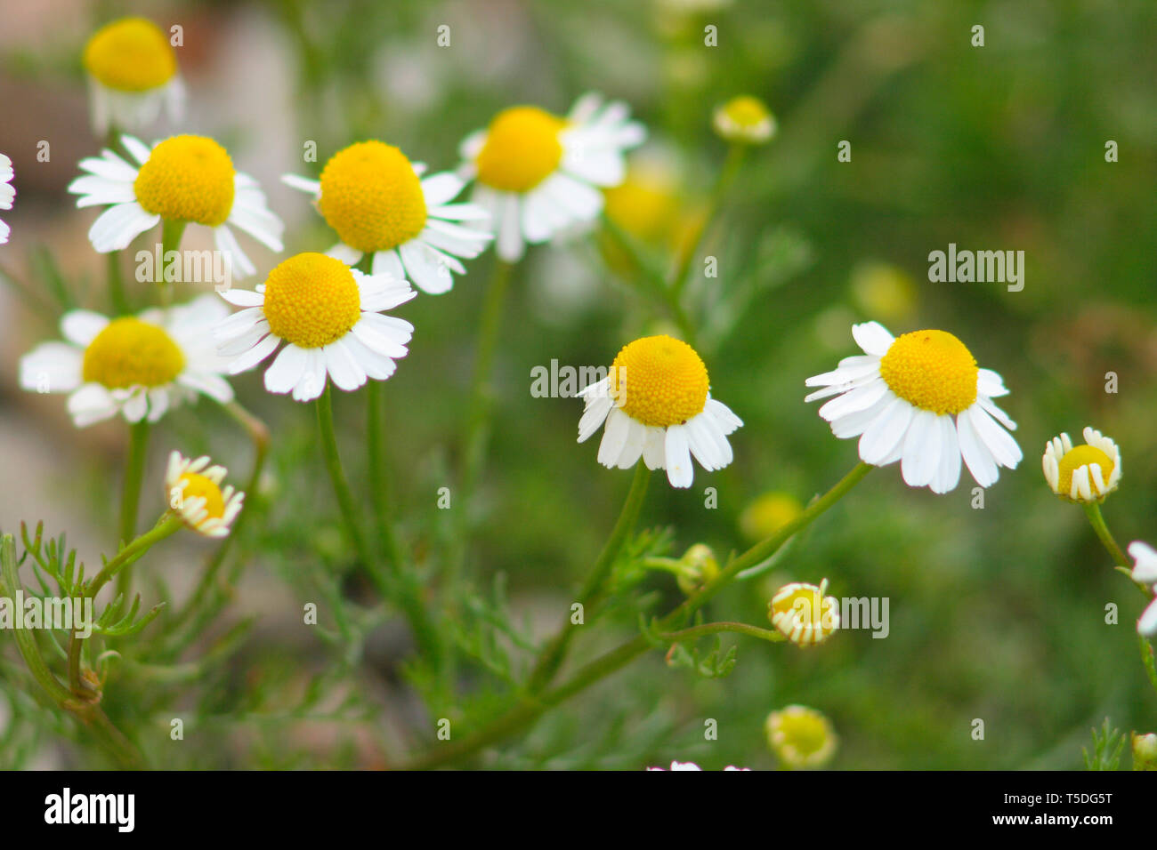 Chamomile, Matricaria chamomilla. Plant on blossom Stock Photo - Alamy