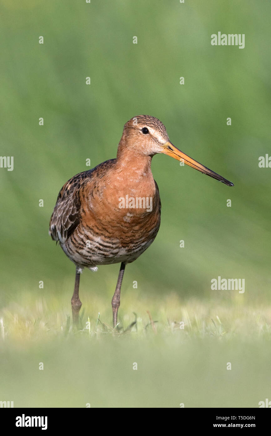 Black-tailed Godwit (Limosa limosa islandica Stock Photo - Alamy