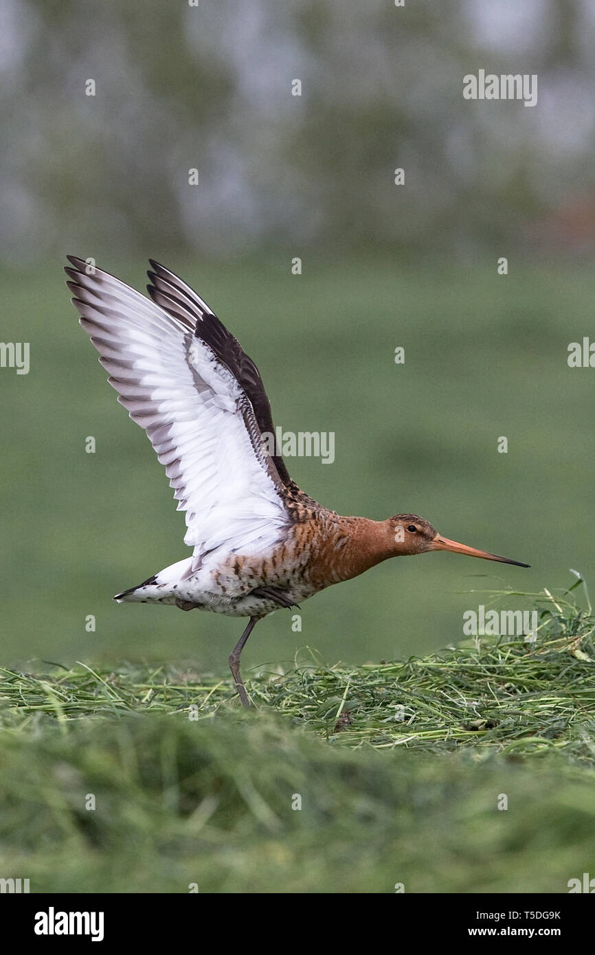 Limosa limosa islandica in summer plumage hi-res stock photography and ...