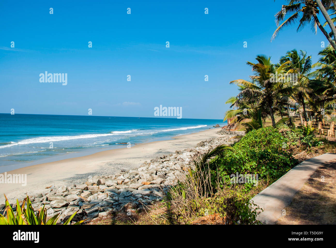 Beach with palm trees in Varkala in India Stock Photo - Alamy