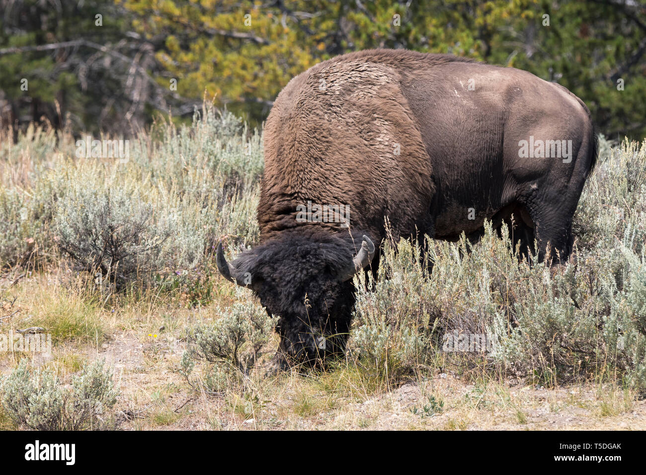 bison change the fur in Yellowstone National Park in Wyoming Stock ...