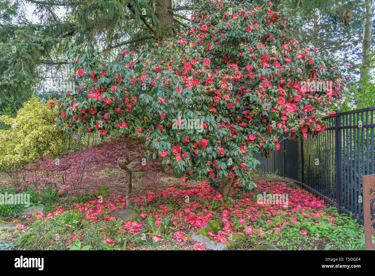 Camelia bush hi-res stock photography and images - Alamy