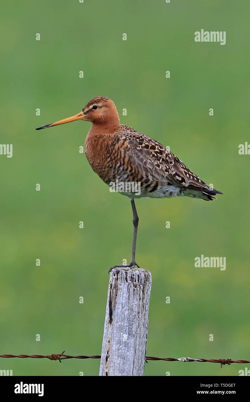 Black-tailed Godwit (Limosa limosa islandica Stock Photo - Alamy