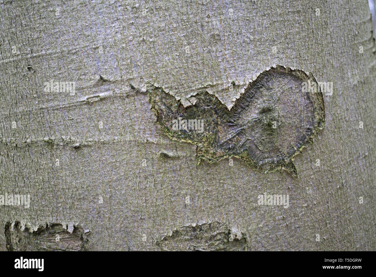 bark of a beech tree Stock Photo - Alamy