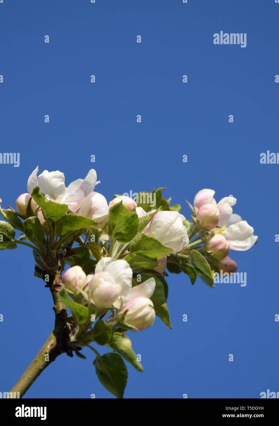 Vertical apple hi-res stock photography and images - Alamy